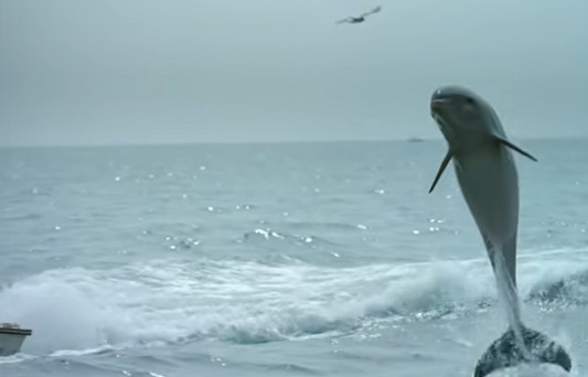 Ein glücklicher Delphin, der aus dem Wasser springt, um einen Hund zu ...