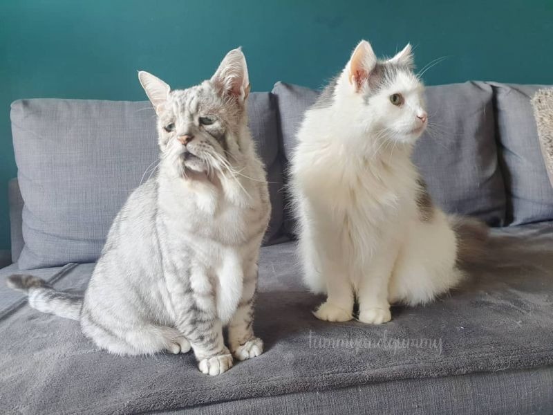 Lernen Sie die einzigartige Katze mit einer herzerwärmenden Geschichte ...